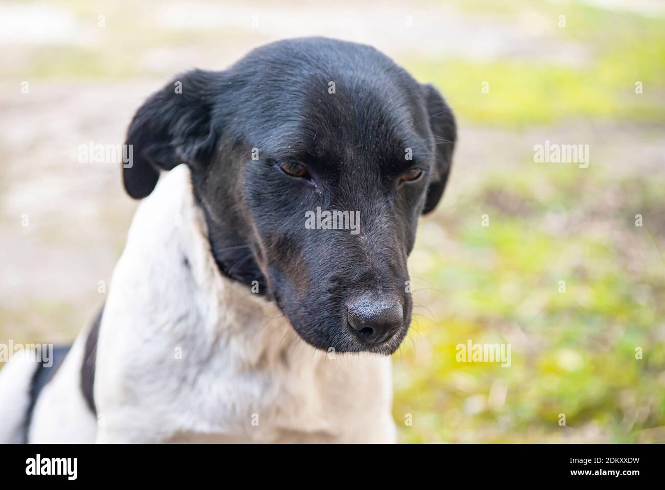 White street dog hi-res stock photography and images - Alamy