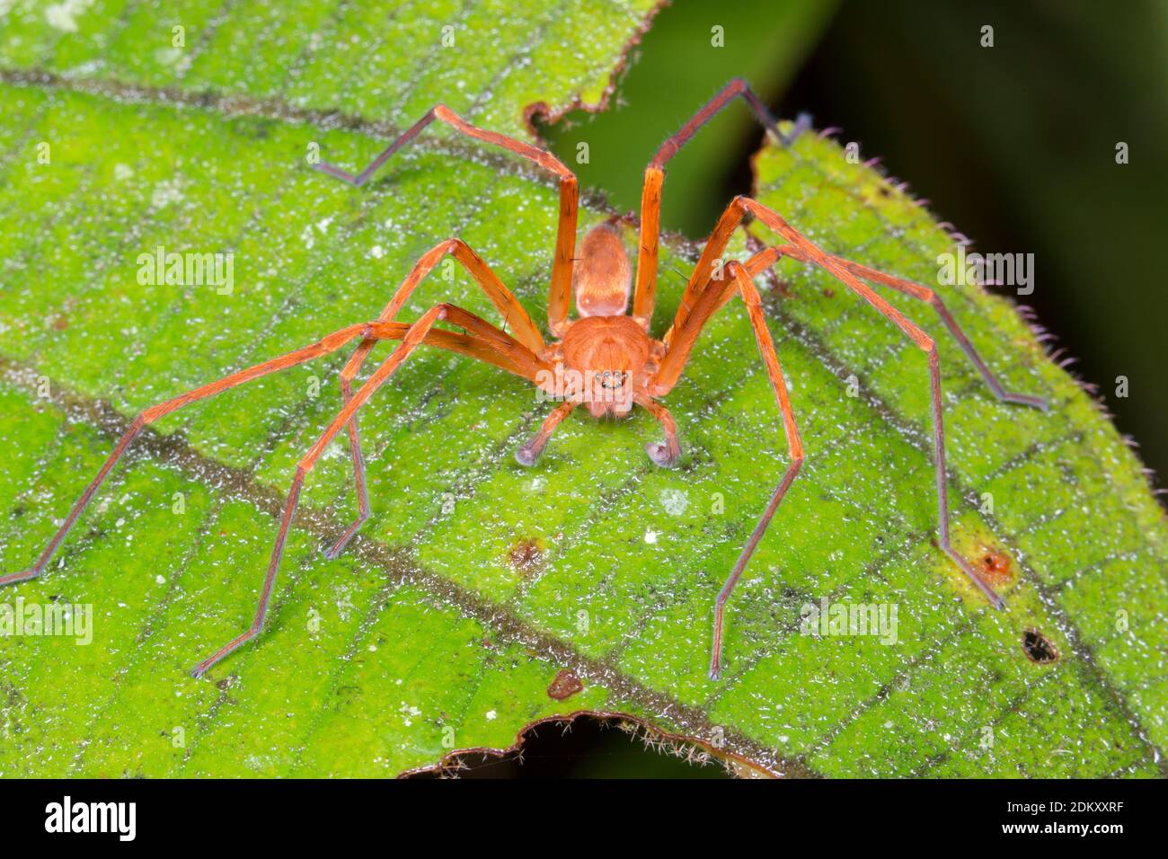 Orange spider hi-res stock photography and images - Alamy