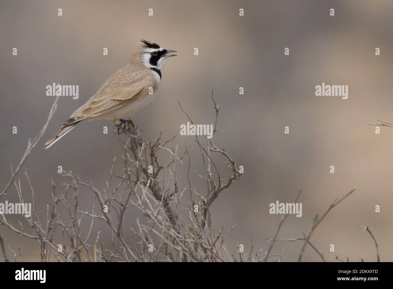 Temmincks Strandleeuwerik; Temminck's Lark Stock Photo - Alamy