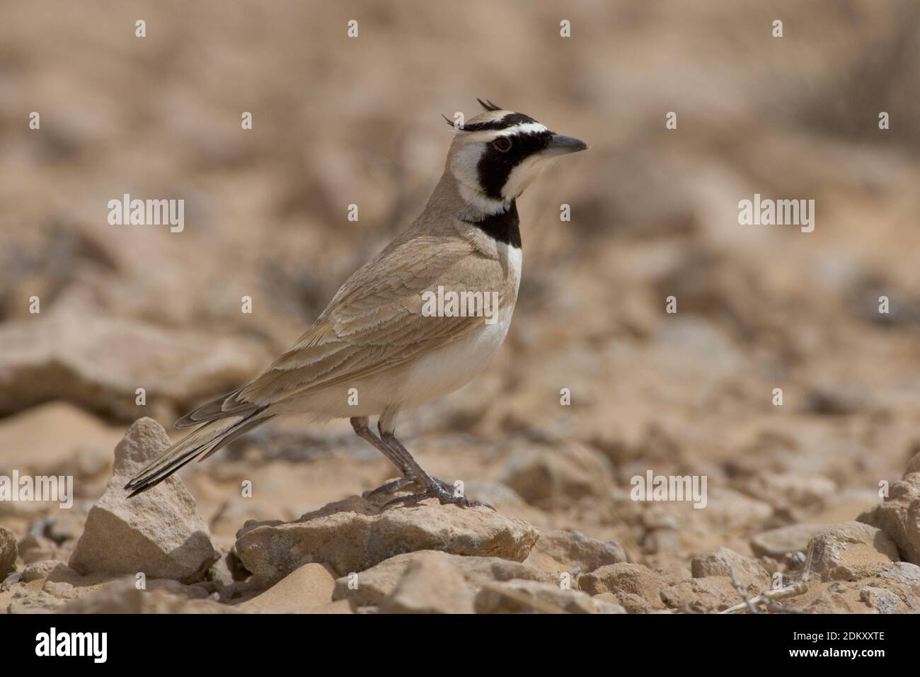 Temmincks Strandleeuwerik; Temminck's Lark Stock Photo - Alamy