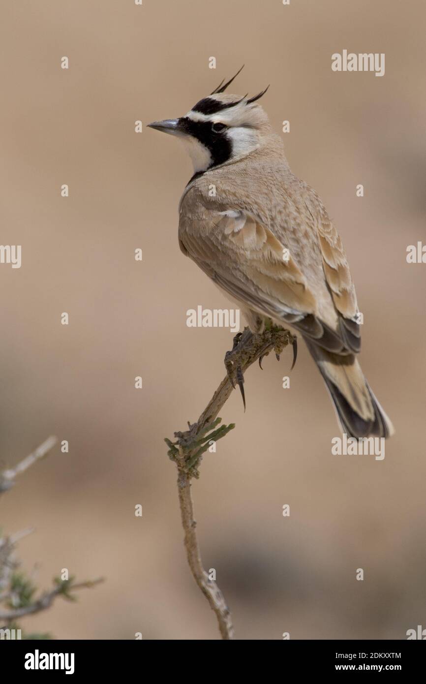 Temmincks Strandleeuwerik; Temminck's Lark Stock Photo - Alamy