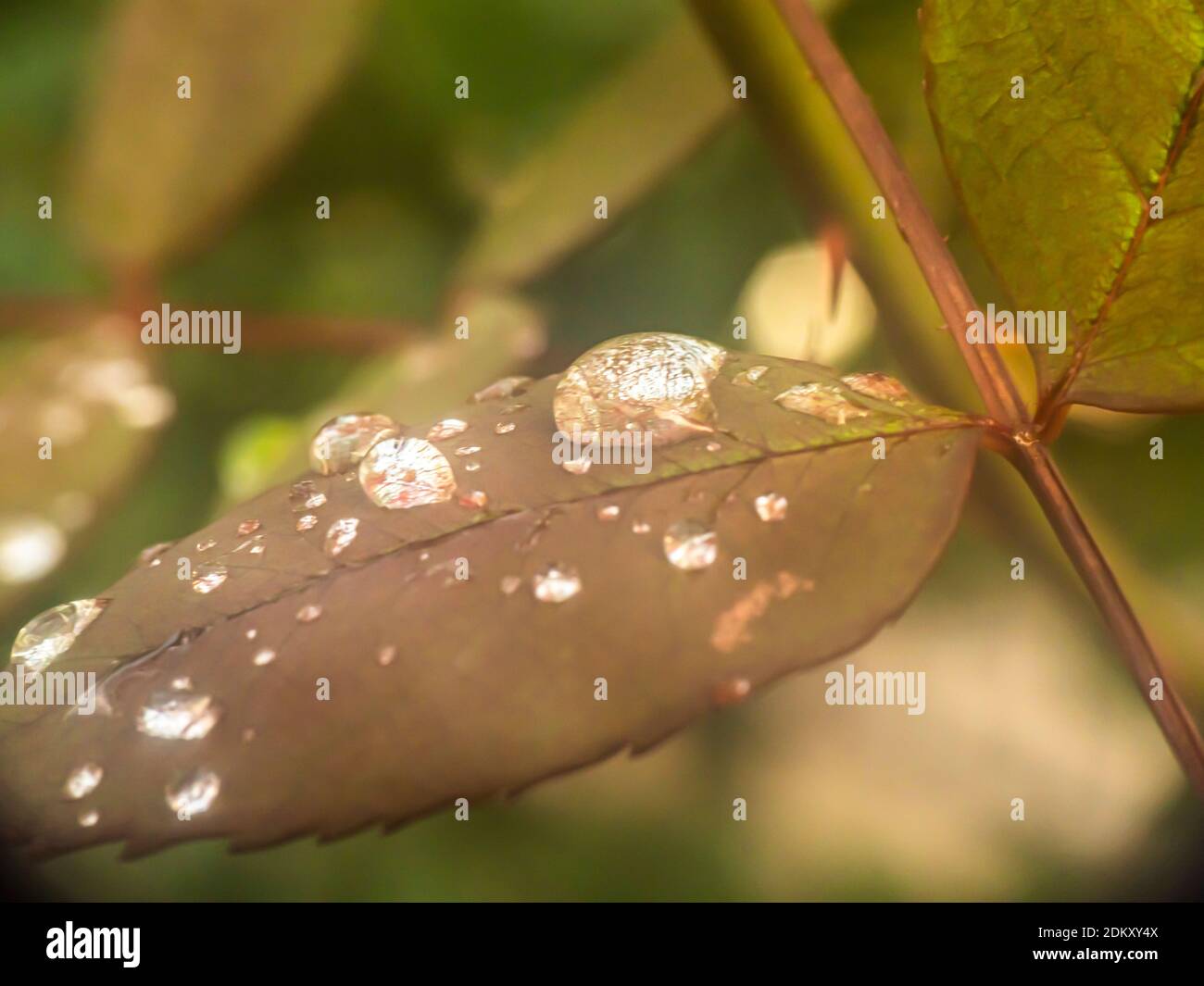red leaf rain drop macro close up Stock Photo - Alamy