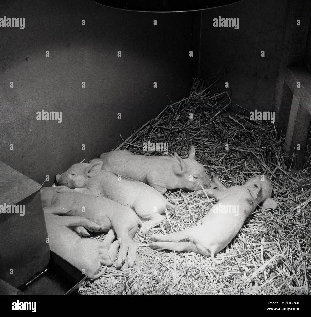 1950s, historical, newly born piglets sleeping closely beside each ...
