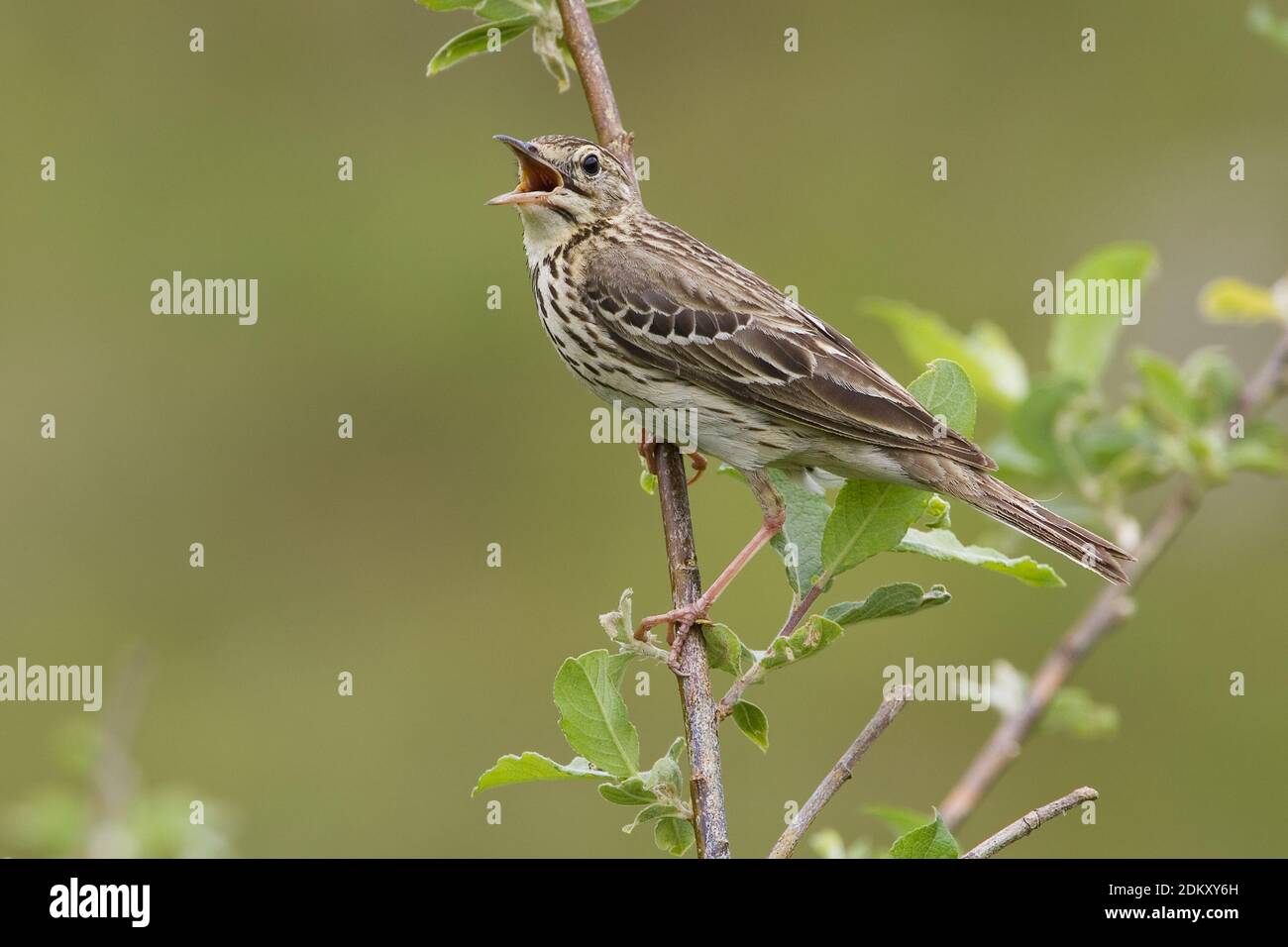Tree Pipit singing; Boompieper zingend Stock Photo - Alamy