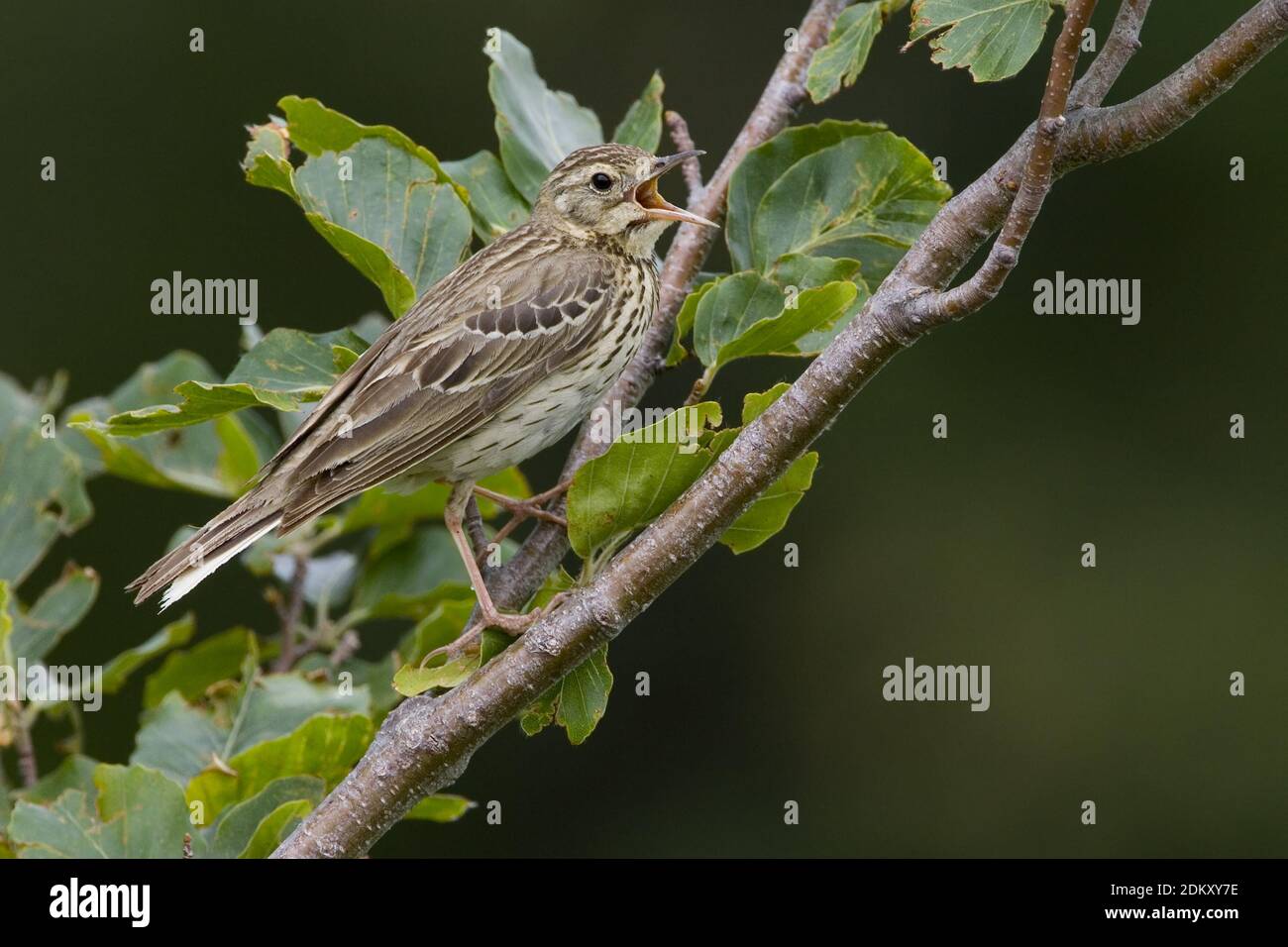 Tree Pipit singing; Boompieper zingend Stock Photo - Alamy