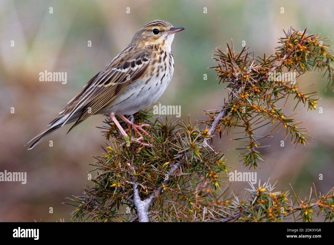 Tree pipit anthus trivialis in bush hi-res stock photography and images ...