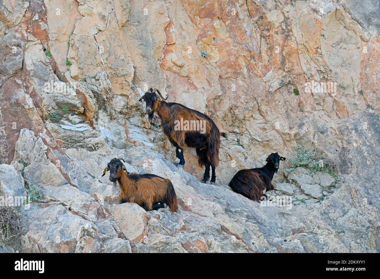 Greece, three goats rest on rock face Stock Photo - Alamy