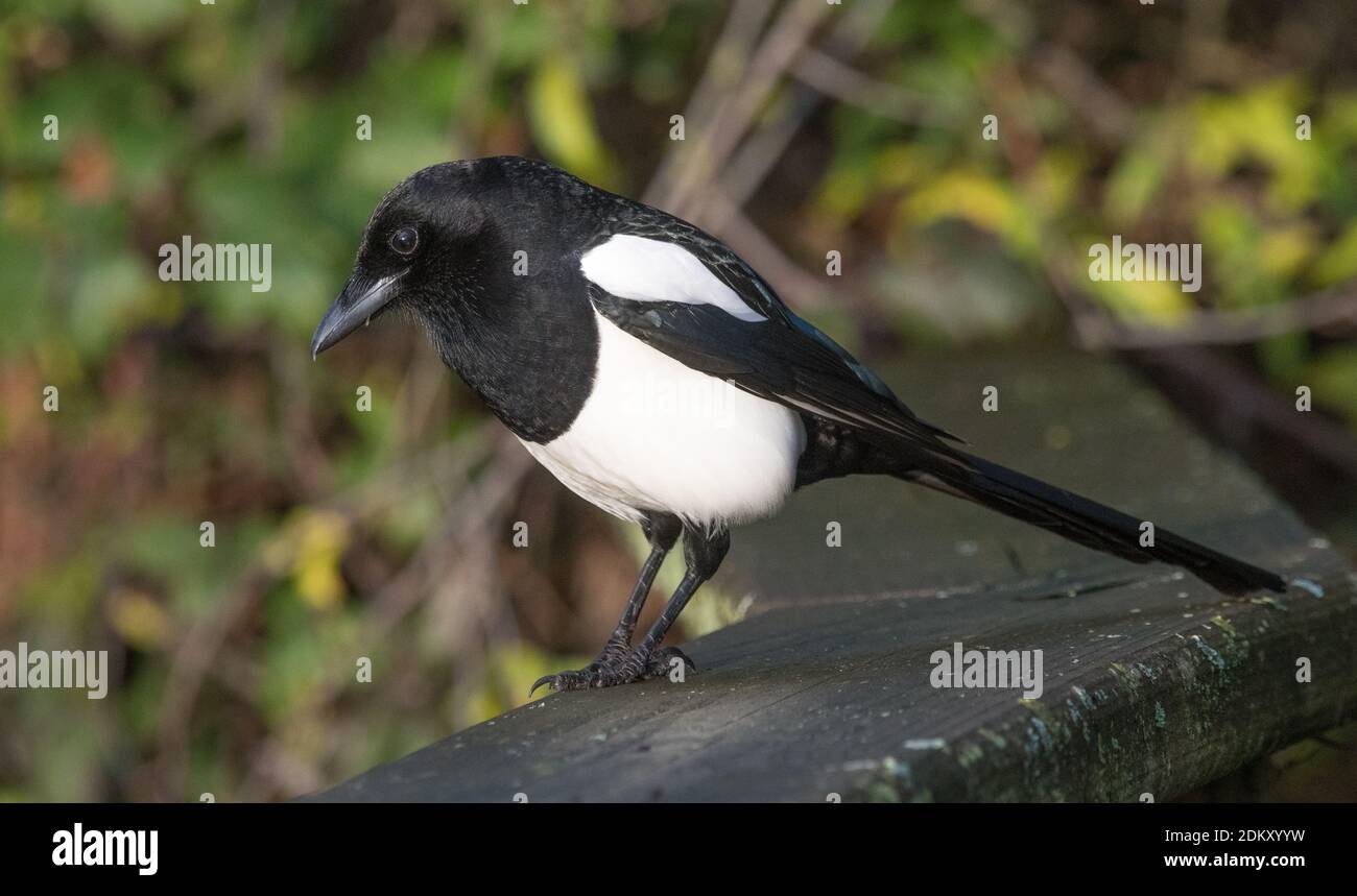 Magpie (Pica pica Stock Photo - Alamy
