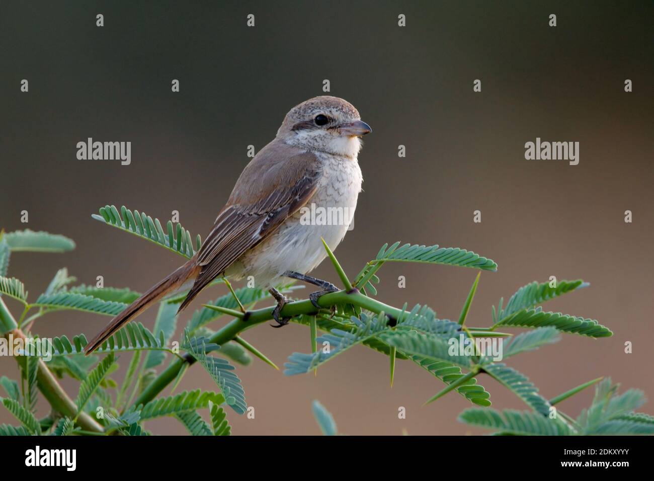 Turkestaanse Klauwier; Turkestan Shrike Stock Photo - Alamy