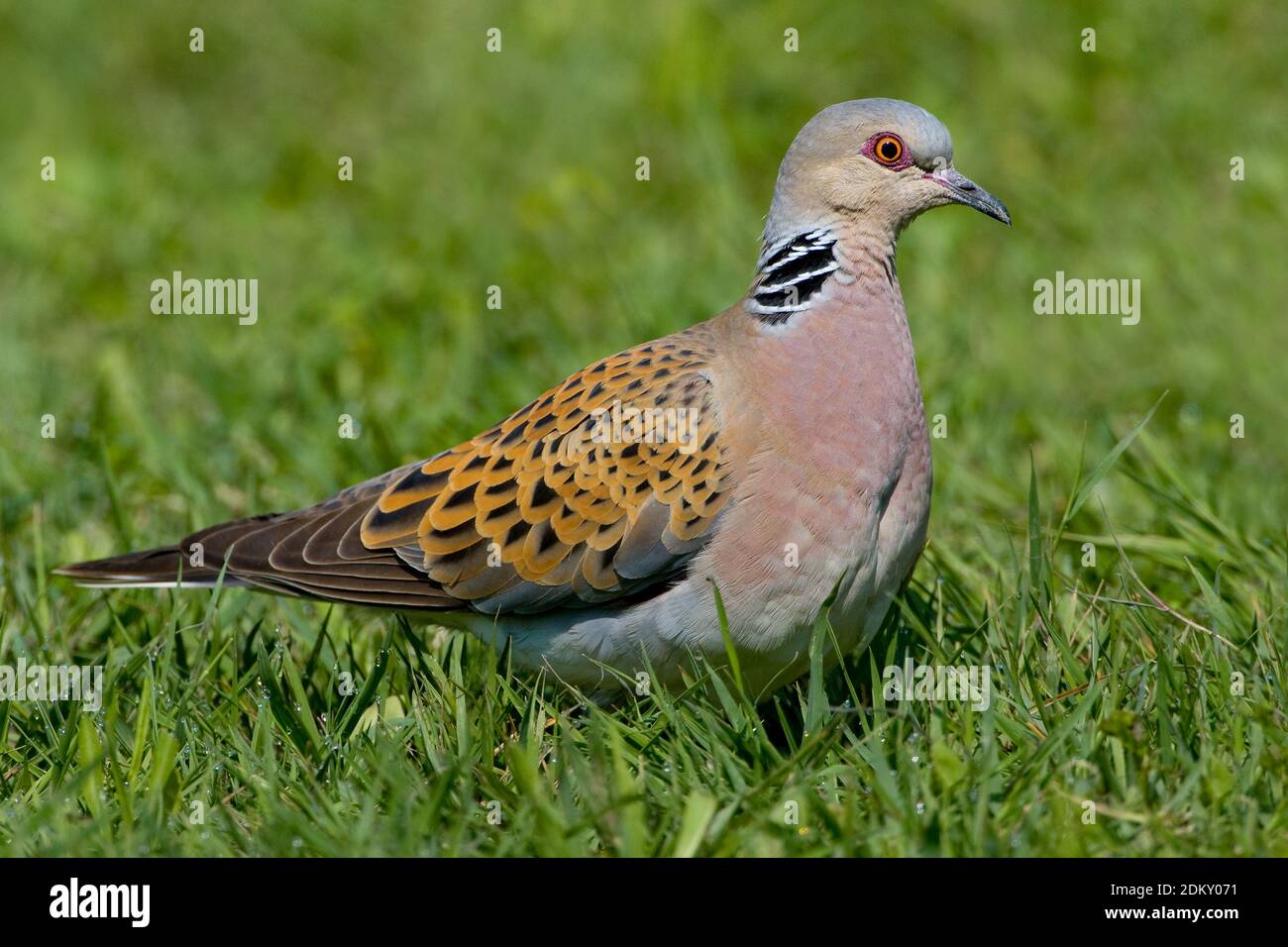 Zomertortel op de grond; European Turtle Dove on the ground Stock Photo ...