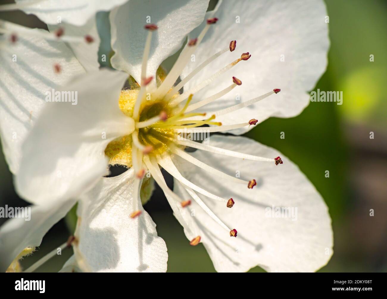 spring flower cherry in garden macro, close up Stock Photo - Alamy