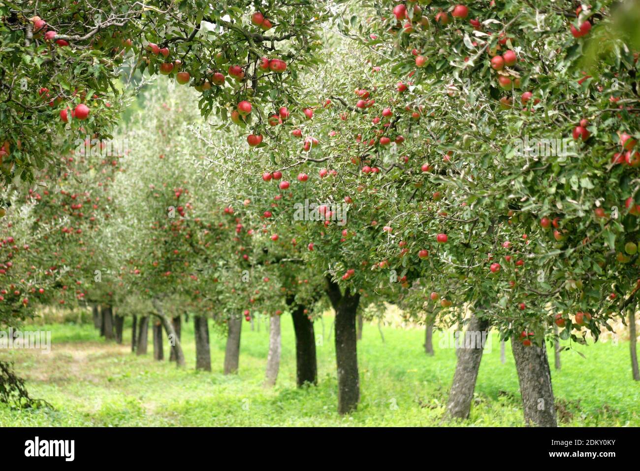 Vrancea County, Romania. Apple orchard with fruits ready for harvesting ...