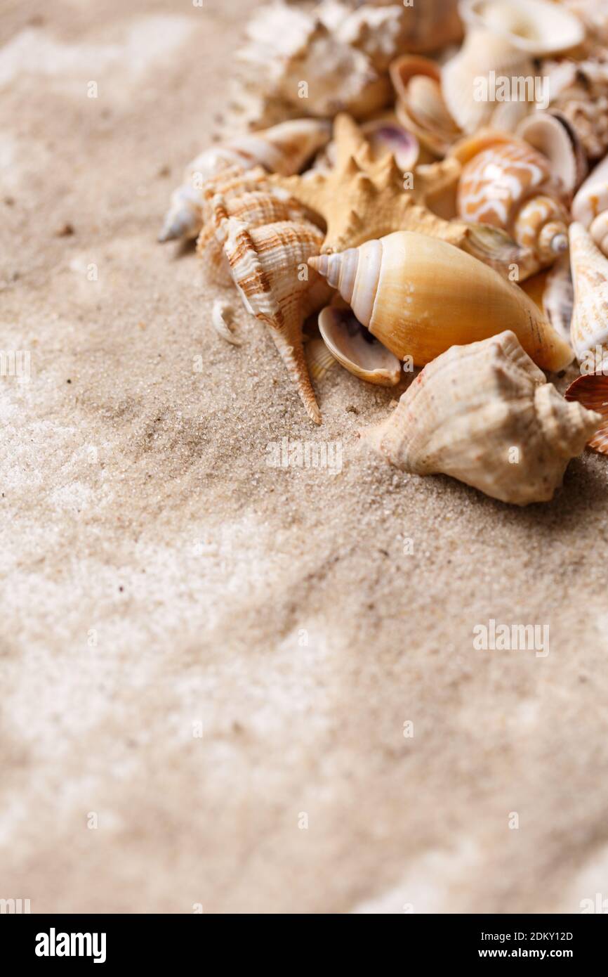 Sea shells of many types and sizes lie in the sand. Place for text ...