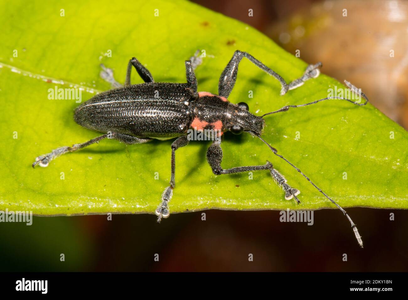 A weevil (family Curculionidae) in montane rainforest in the Cordillera ...