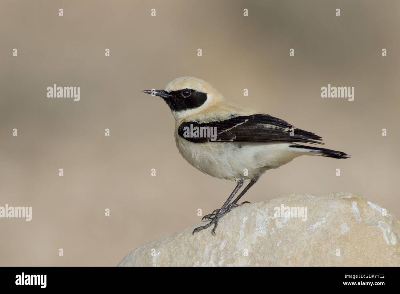 Western Black-eared Wheatear male perched on stone, Blonde Tapuit ...