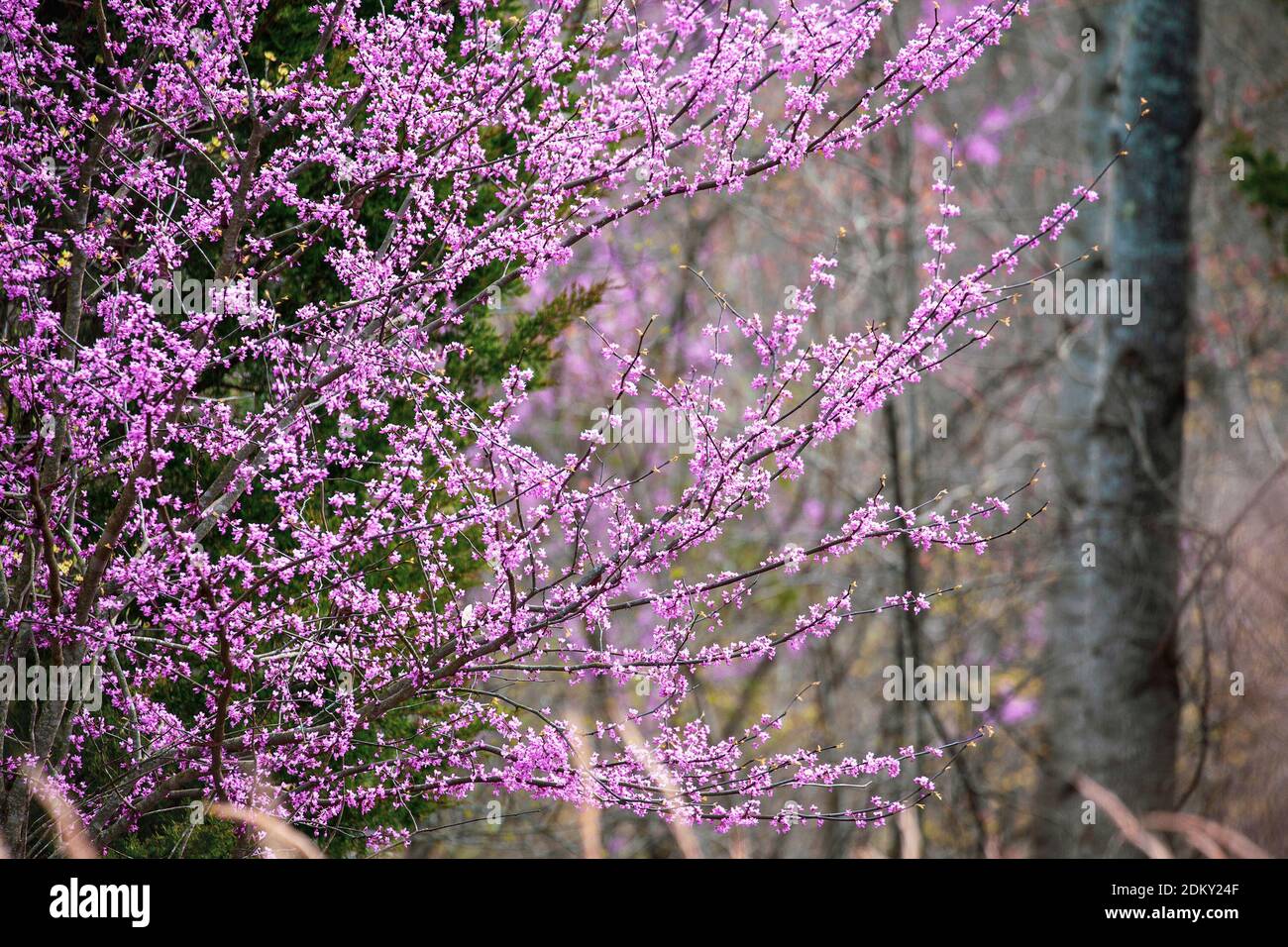 Native to central and eastern south america hi-res stock photography ...