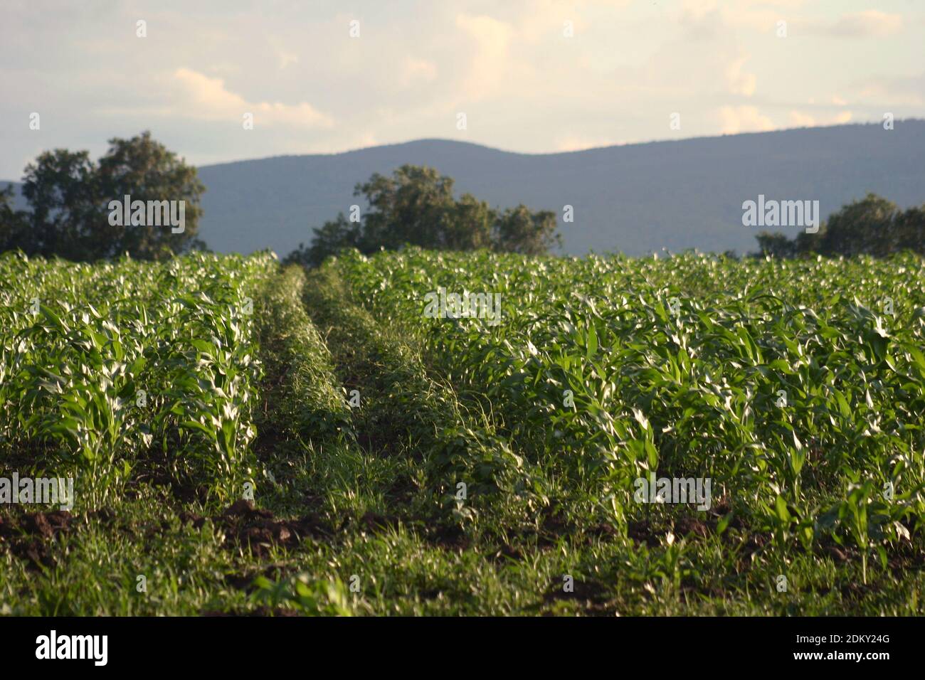 Corn field in Vrancea County, Romania Stock Photo - Alamy