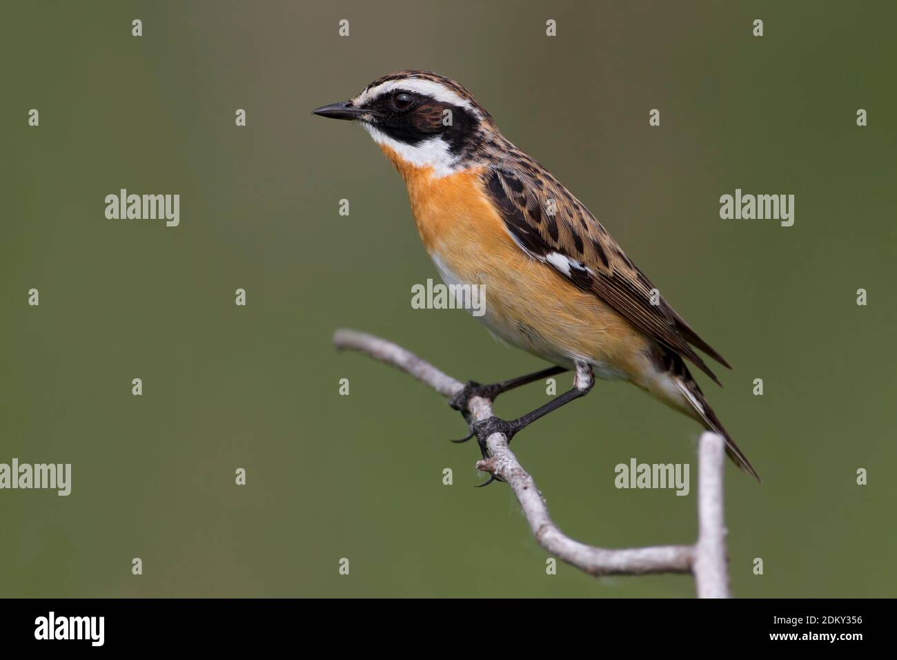 Volwassen man Paapje; Adult male Winchat Stock Photo - Alamy