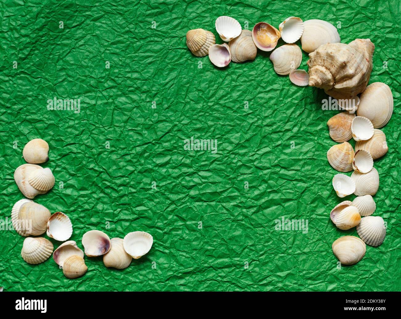 Sea shells form a frame on a green crumpled background. Place for text ...