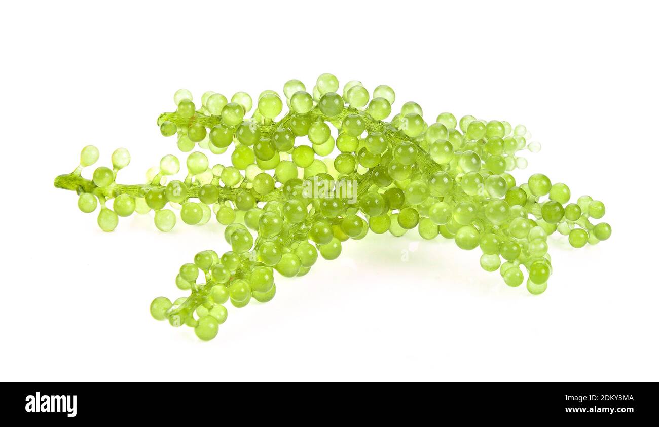 Caulerpa Lentillifera High Resolution Stock Photography and Images - Alamy
