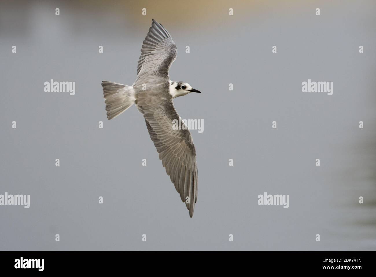 Witvleugelstern in vlucht; White-winged Black Tern in flight Stock ...
