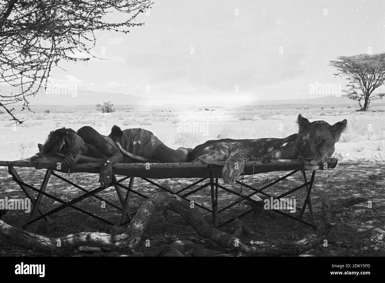 Joy adamson elsa lion hi-res stock photography and images - Alamy