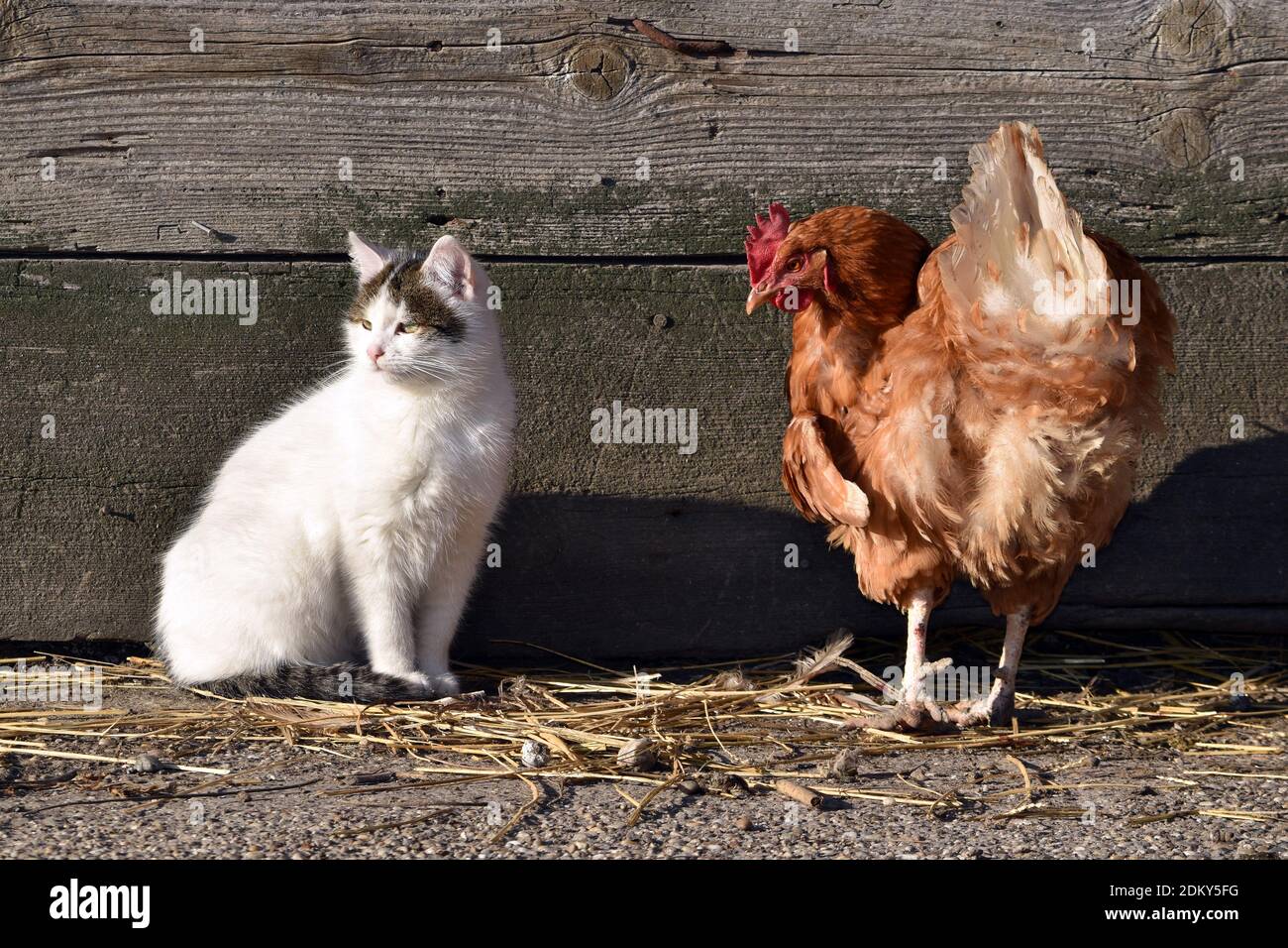 Sitting hen hi-res stock photography and images - Alamy
