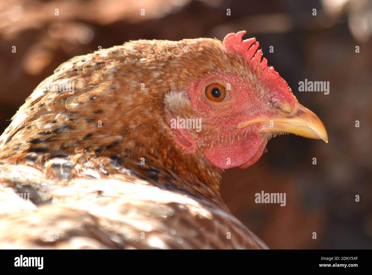 Chickens with colorful plumage hi-res stock photography and images - Alamy