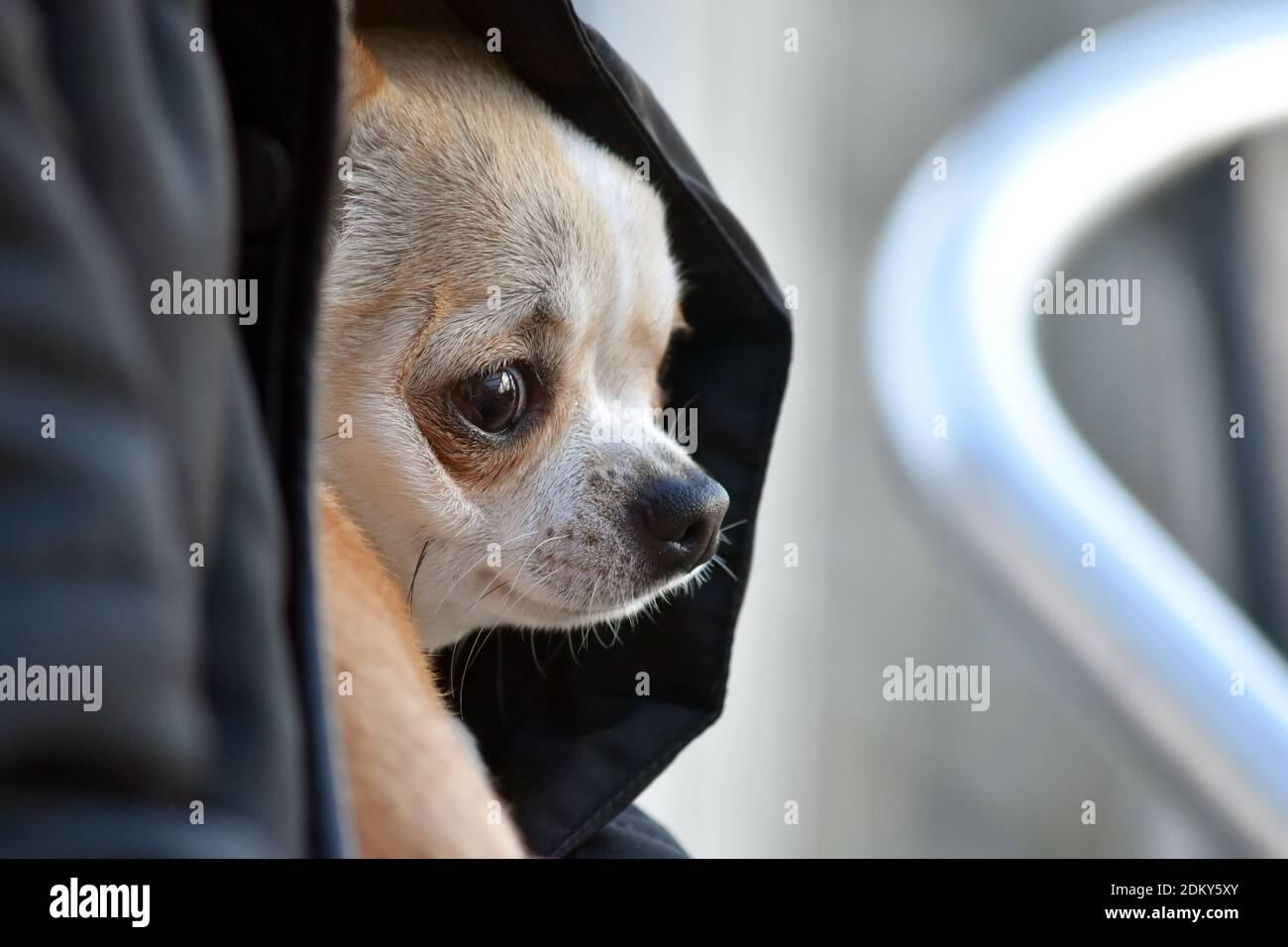Head of chihuahua dog hiding inside jacket Stock Photo - Alamy
