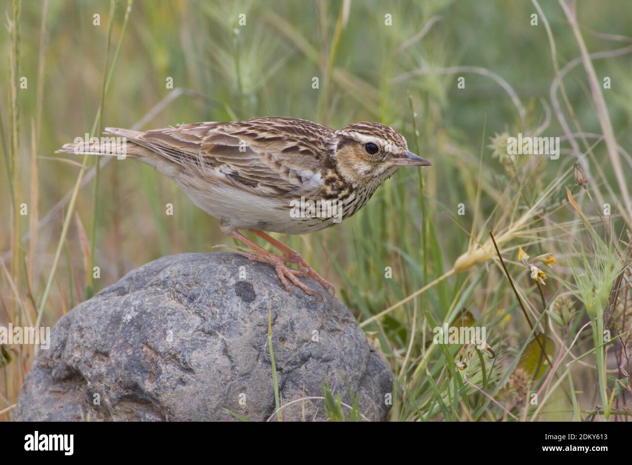 Wood Lark standing; Boomleeuwerik staand Stock Photo - Alamy