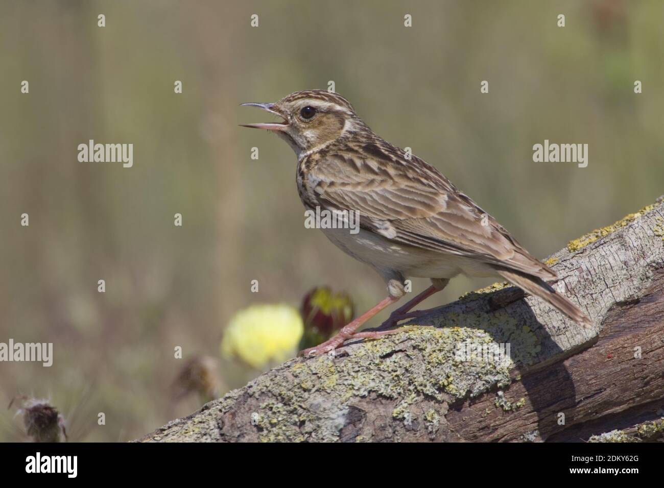 Wood Lark singing; Boomleeuwerik zingend Stock Photo - Alamy