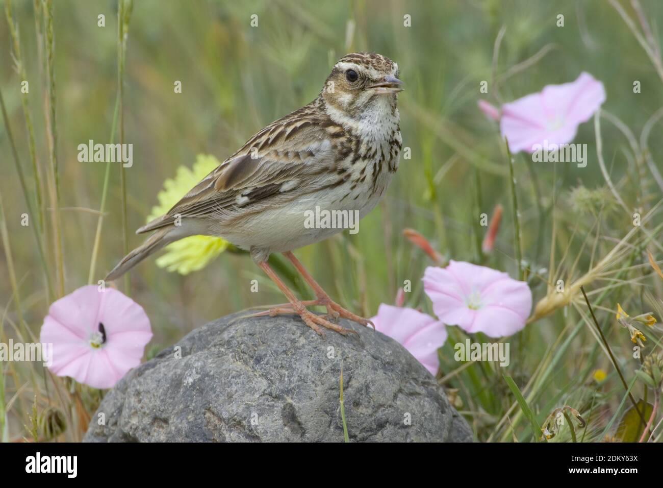 Wood Lark singing; Boomleeuwerik zingend Stock Photo - Alamy