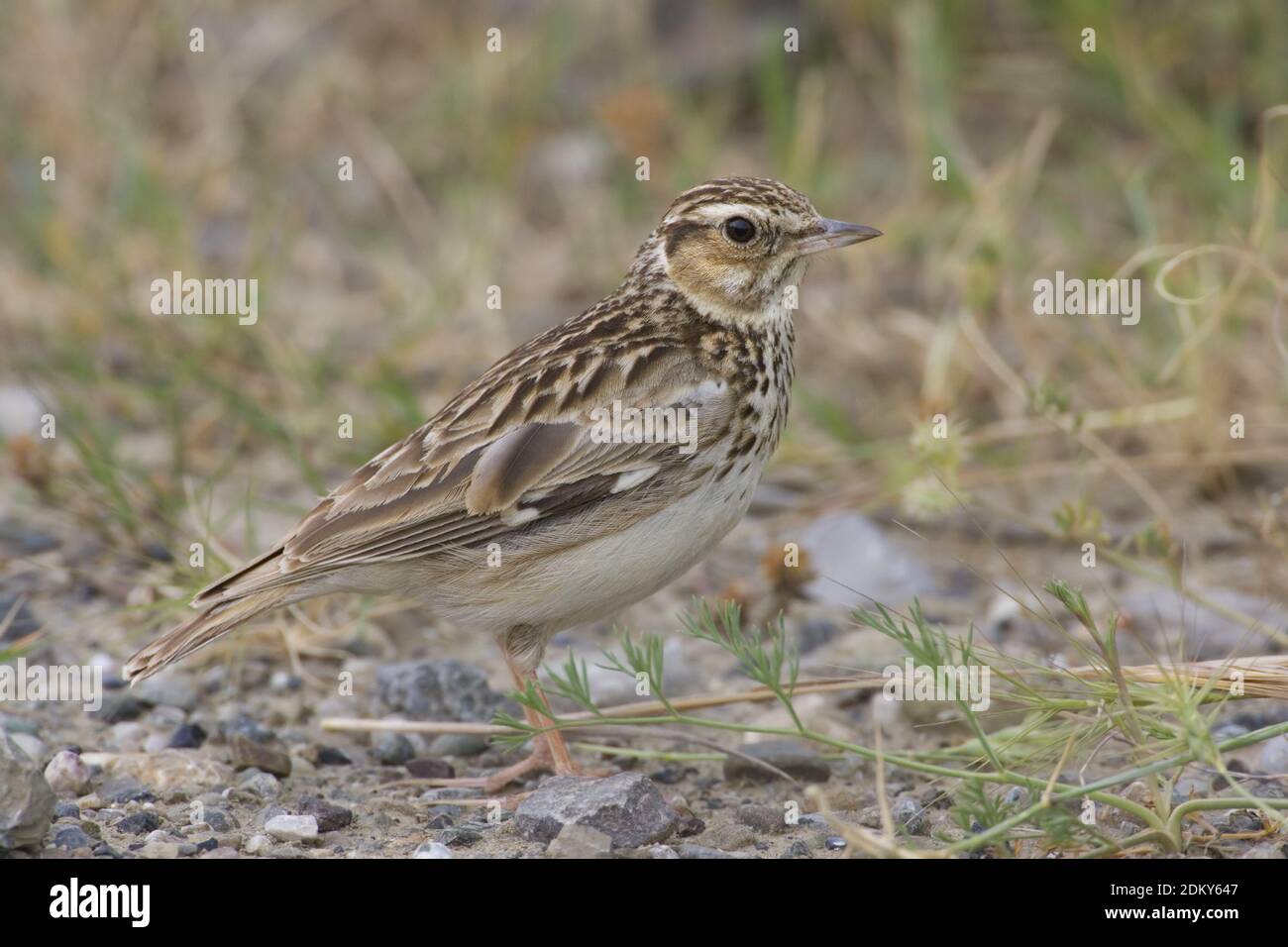 Wood Lark standing; Boomleeuwerik staand Stock Photo - Alamy