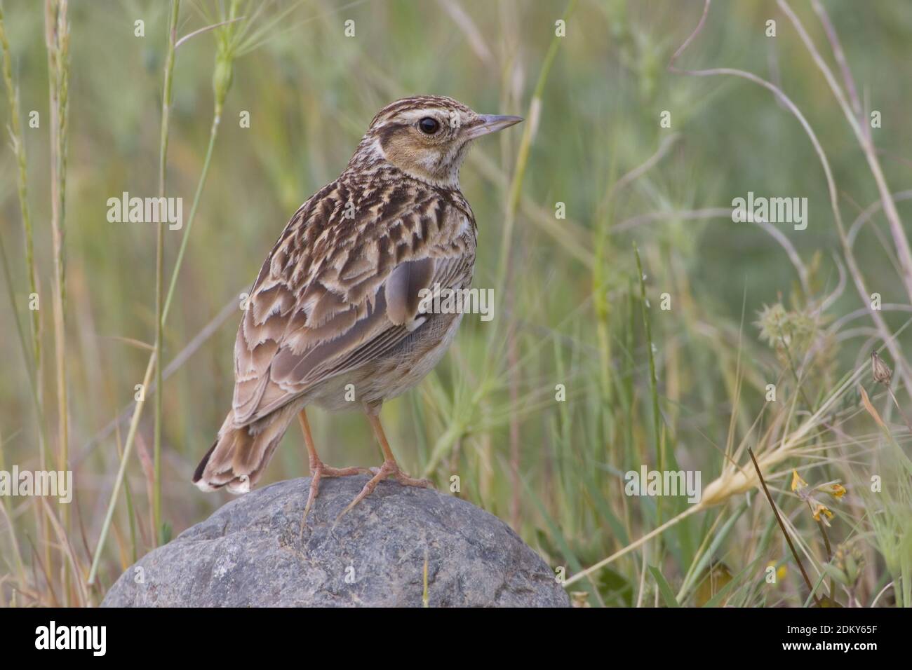 Wood Lark standing; Boomleeuwerik staand Stock Photo - Alamy