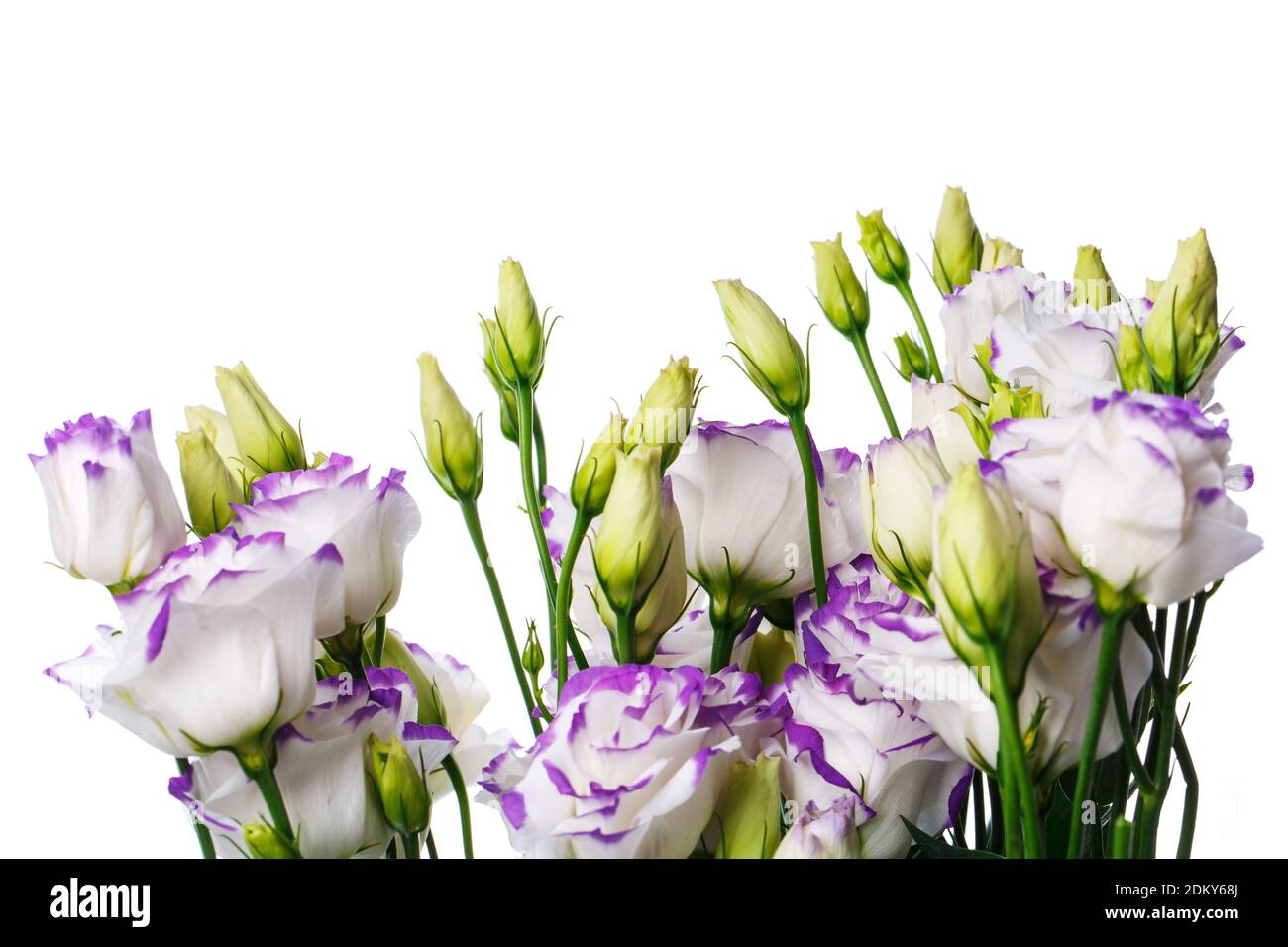 Beautiful pale violet eustoma flowers isolated on white background ...