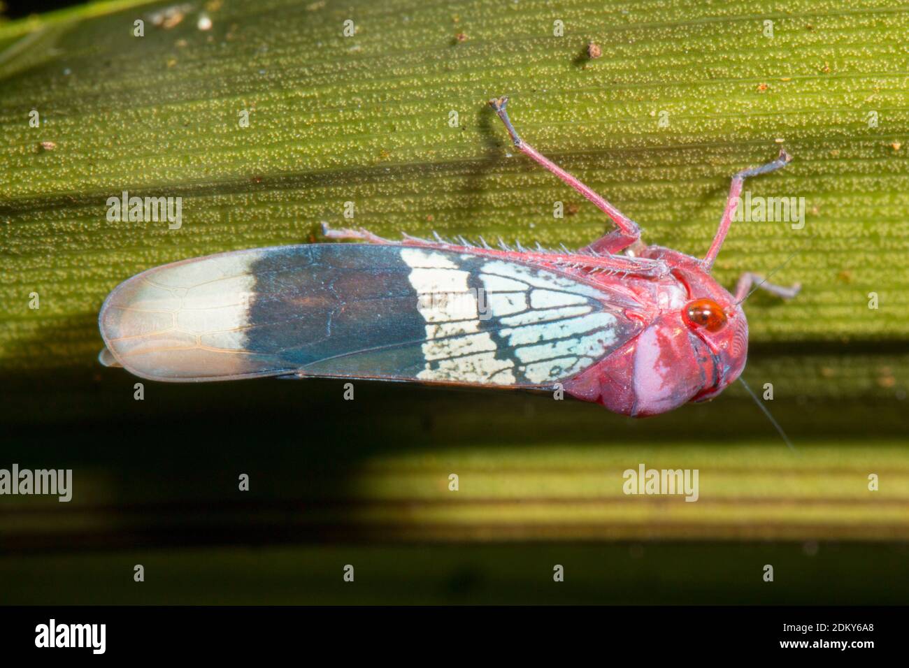 Leaf hopper (Cicadellidae) in montane rainforest in the Cordillera del ...