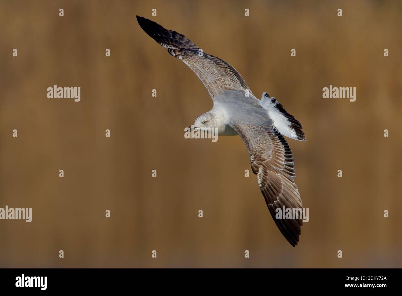 Yellow-legged Gull flying; Geelpootmeeuw vliegend Stock Photo - Alamy