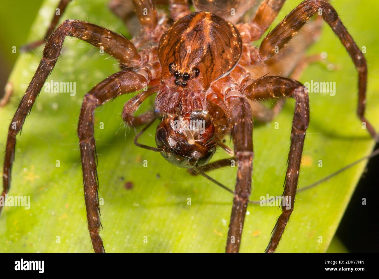 Wandering spider (Ctenidae) eating a cricket in montane rainforest in ...