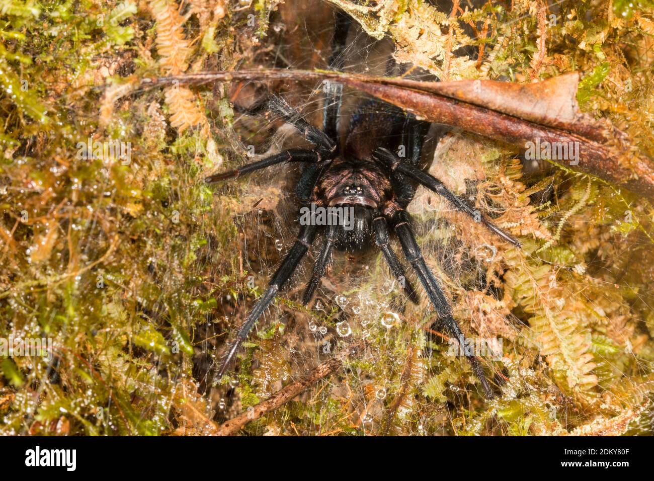 A purse web spider (Atypidae) in its hole on a mossy bank in rainforest ...