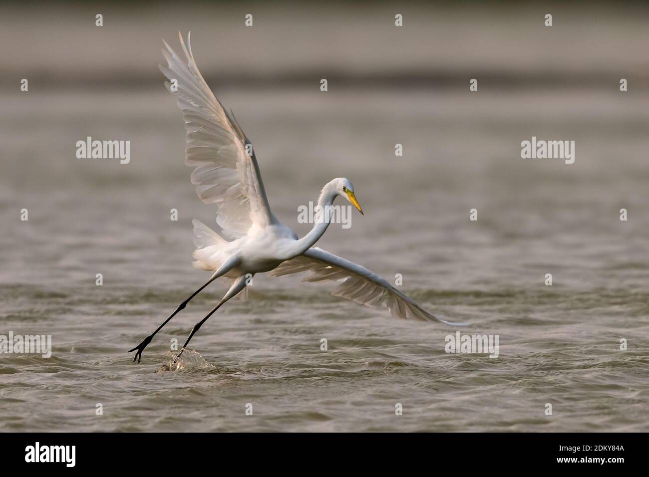 Great White Egret in flight Stock Photo - Alamy