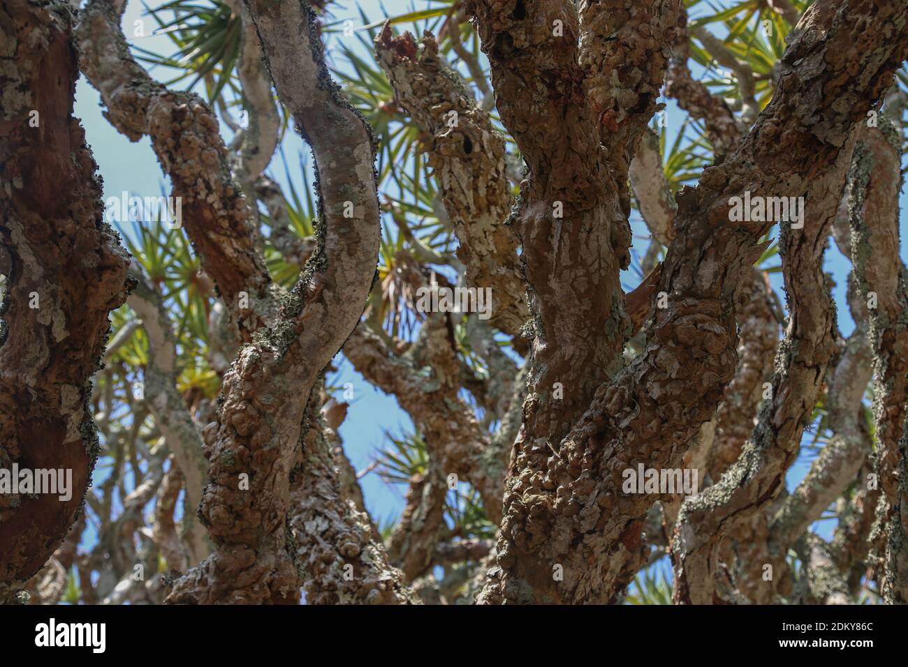 Detail of a cedrus tree in a Pico island. Azores. Portugal Stock Photo ...