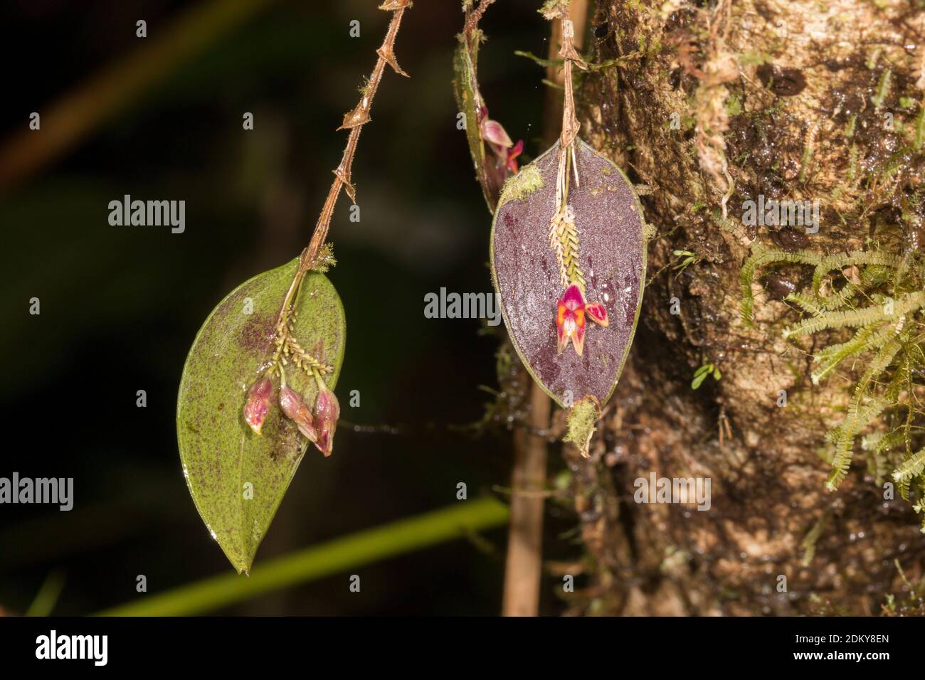 Lepanthes sp. a micro orchid flowering in mossy montane rainforest ...