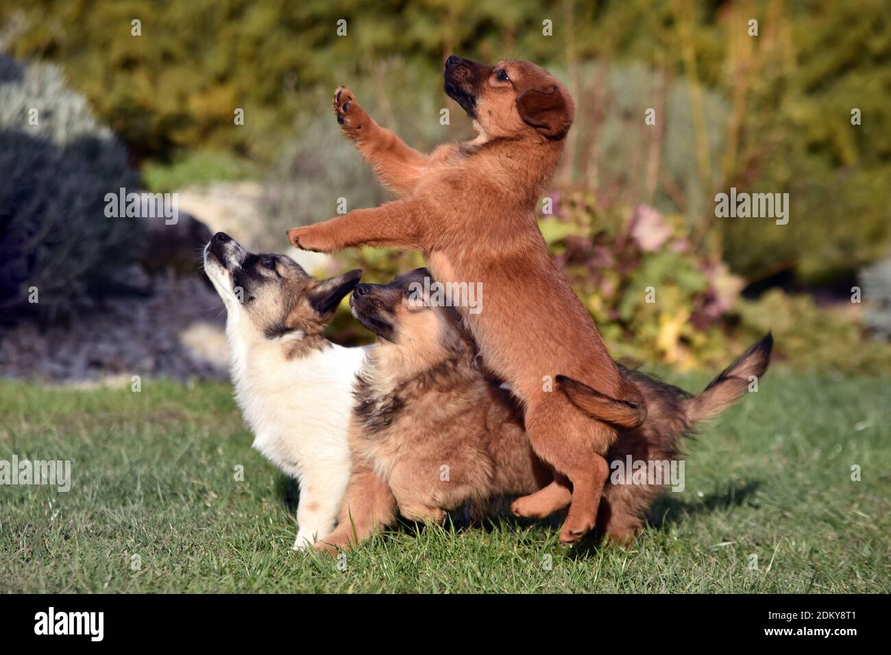 Group of three adorable puppies playing together on garden lawn Stock ...
