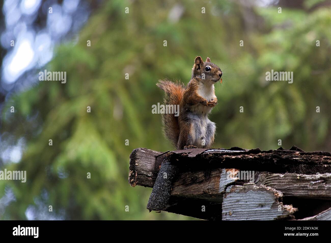Coniferous forest america wildlife hi-res stock photography and images ...