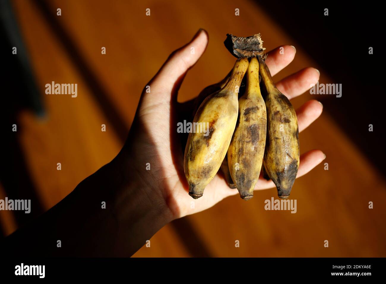Bunch of organic sweet baby bananas in female hand in sun light with ...