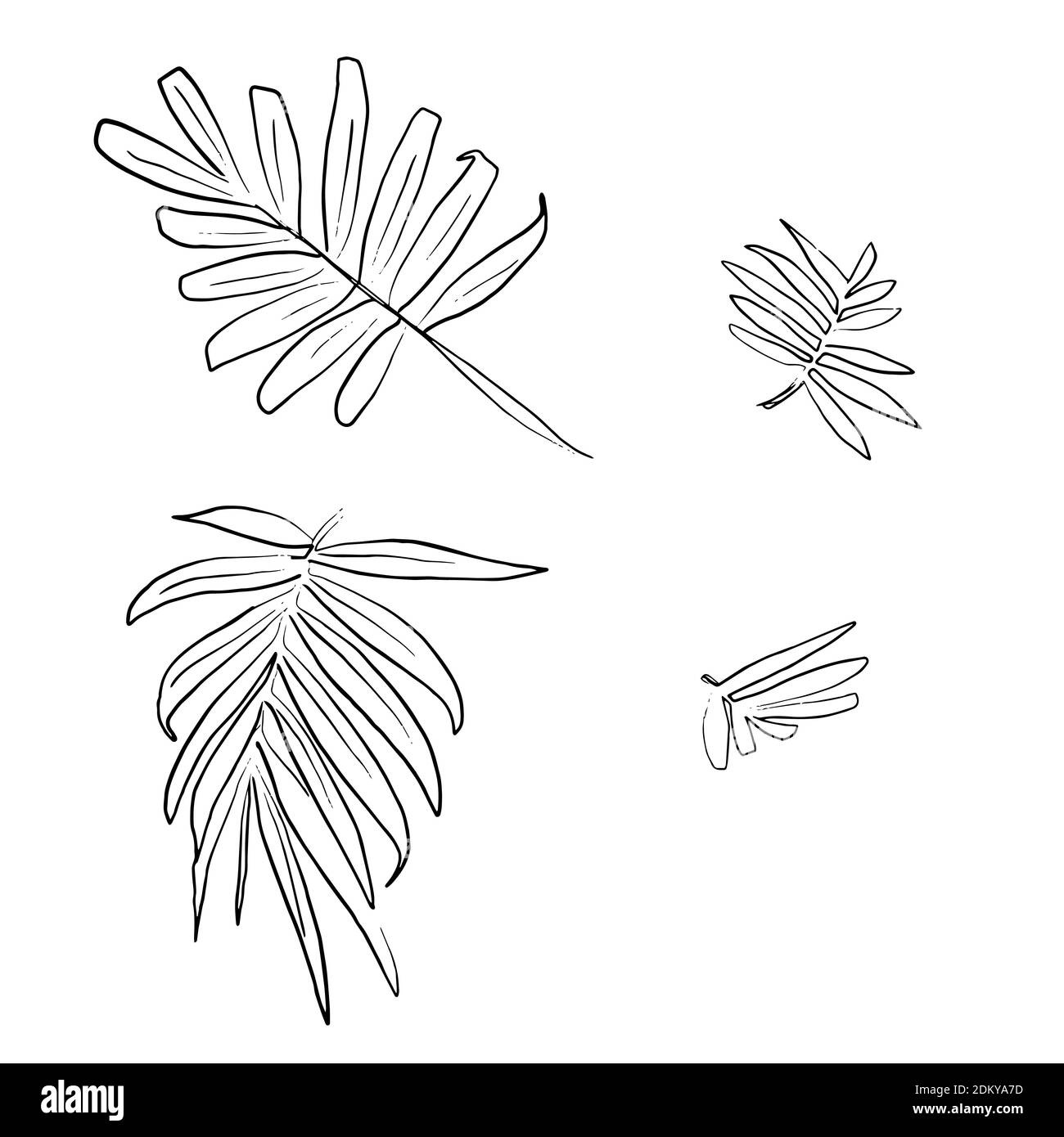 Outline sketch of isolated palm leaves Stock Vector Image & Art - Alamy