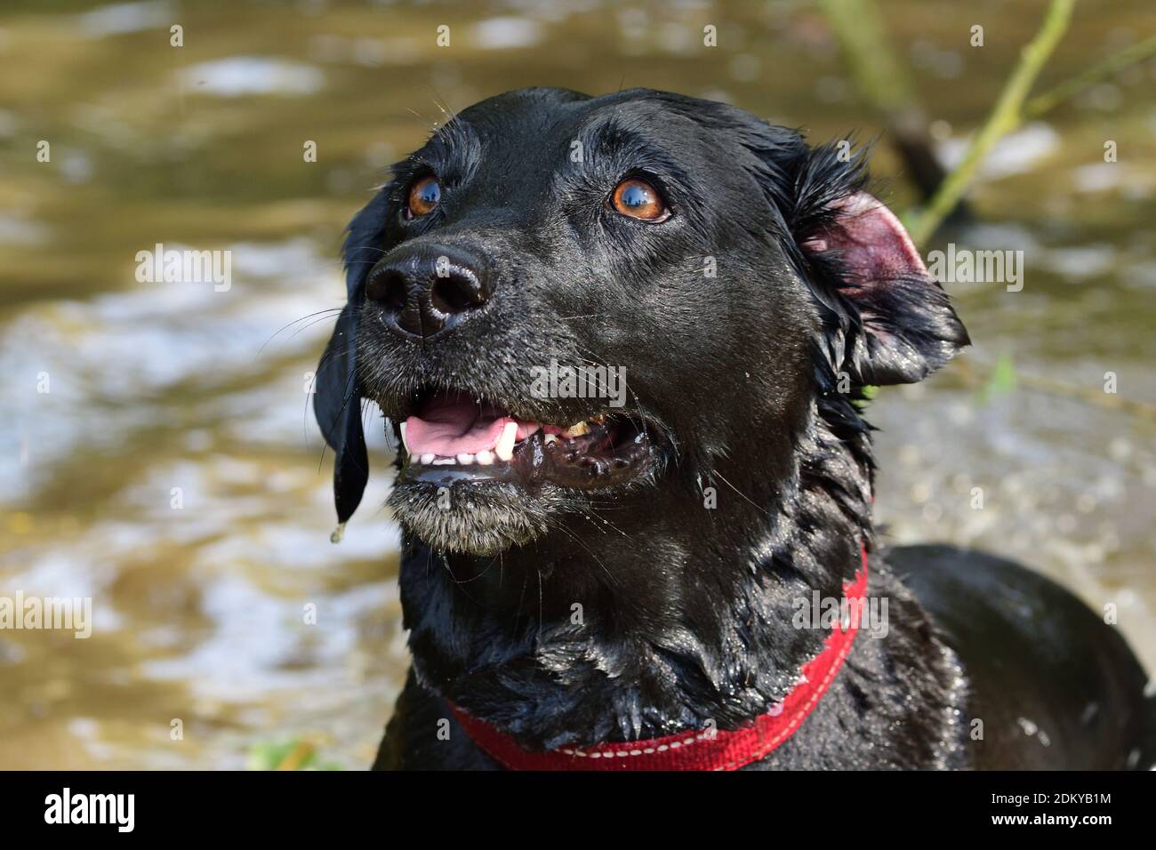 Ear inside out hi-res stock photography and images - Alamy