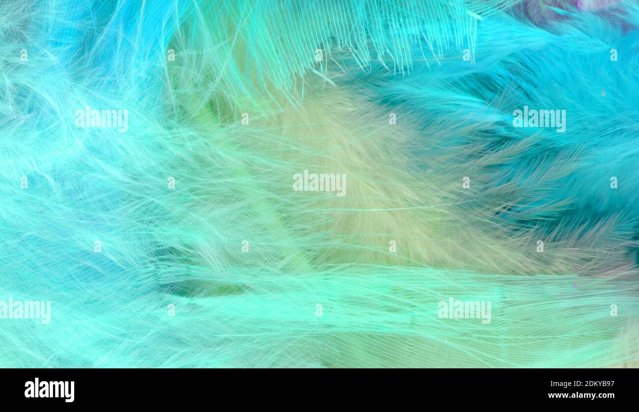 Blue feathers background - High resolution Stock Photo - Alamy