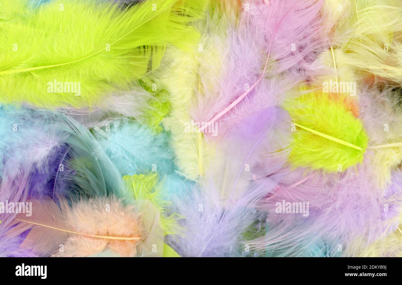 Colorfully feathers background - High resolution Stock Photo - Alamy