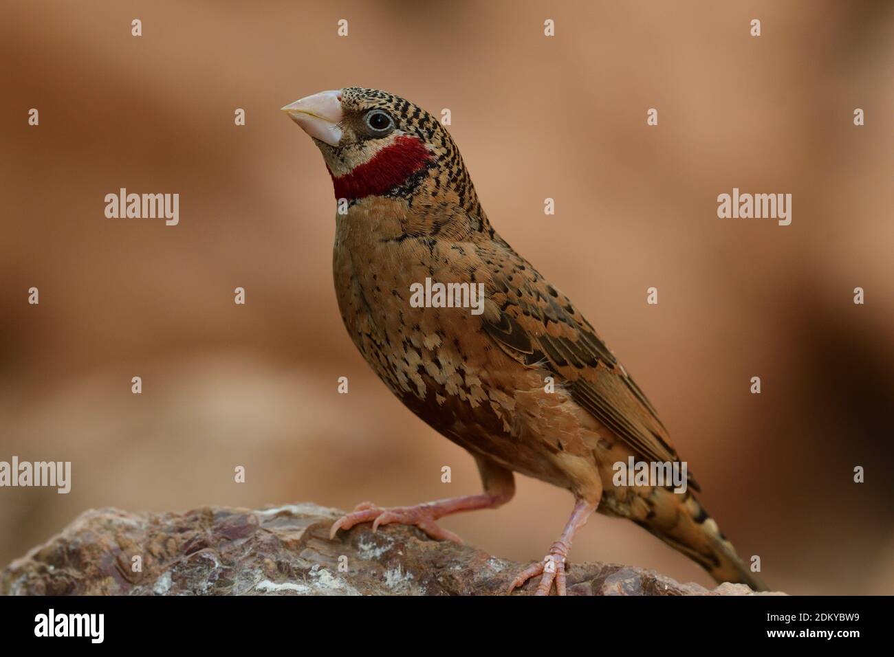 Cut Throat Finch Stock Photo - Alamy